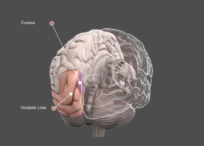 Occipital Lobe Of The Brain