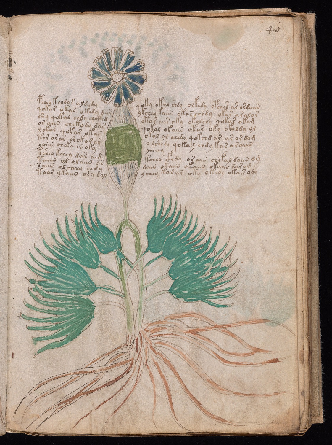 Voynich Manuscript, Front Cover